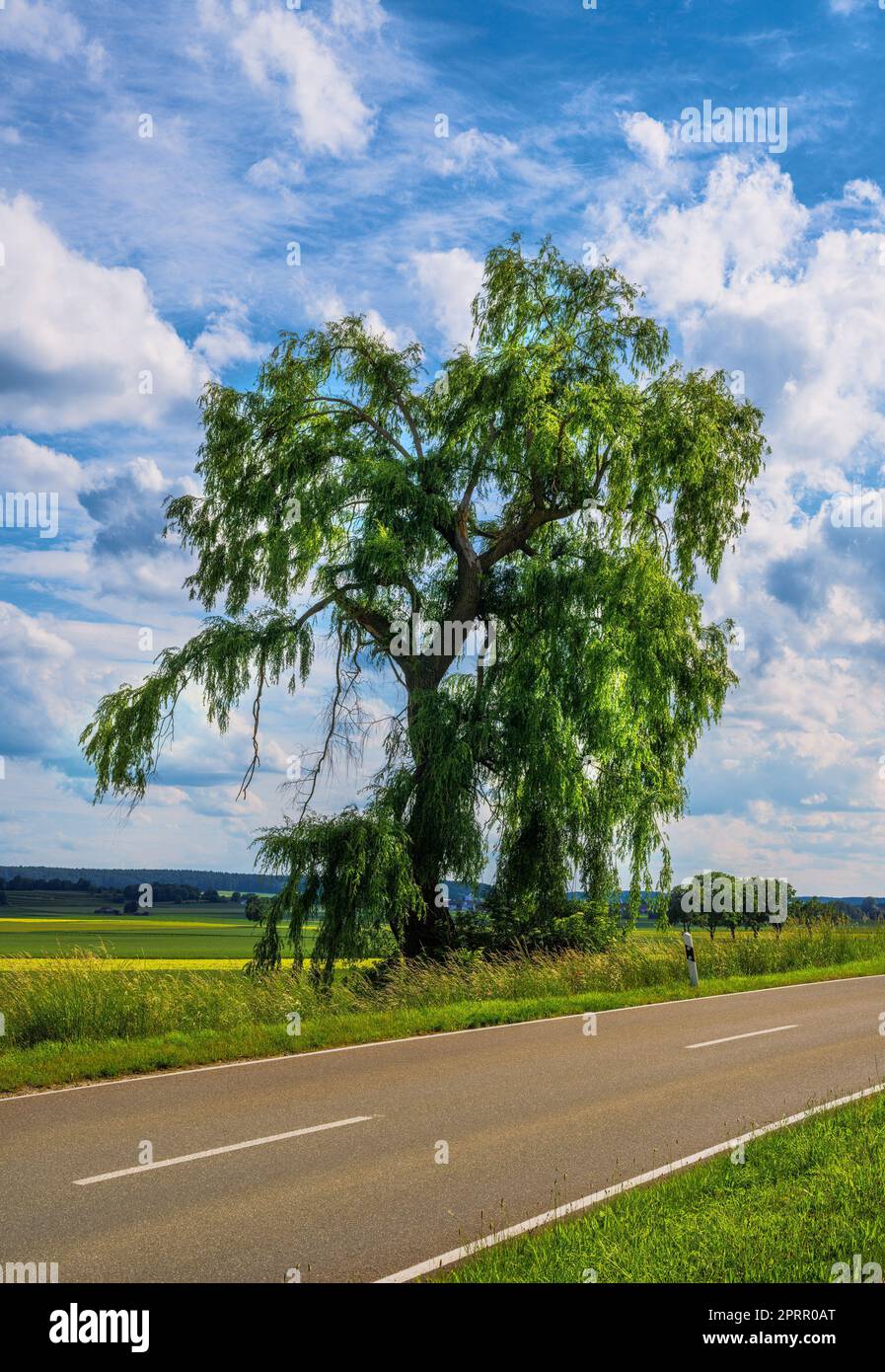 Lonely tree hi-res stock photography and images - Alamy