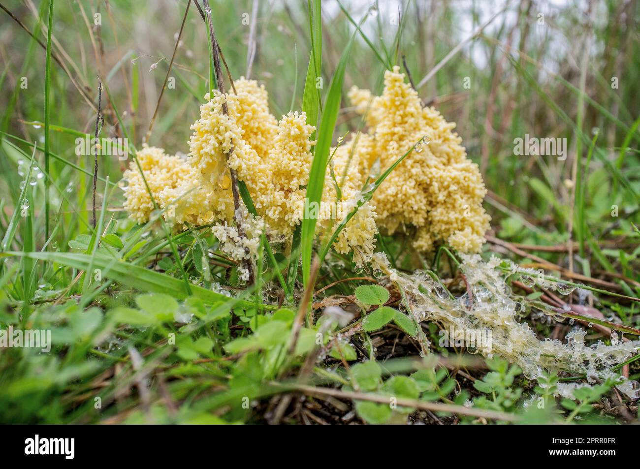 Adapting shape hi-res stock photography and images - Alamy