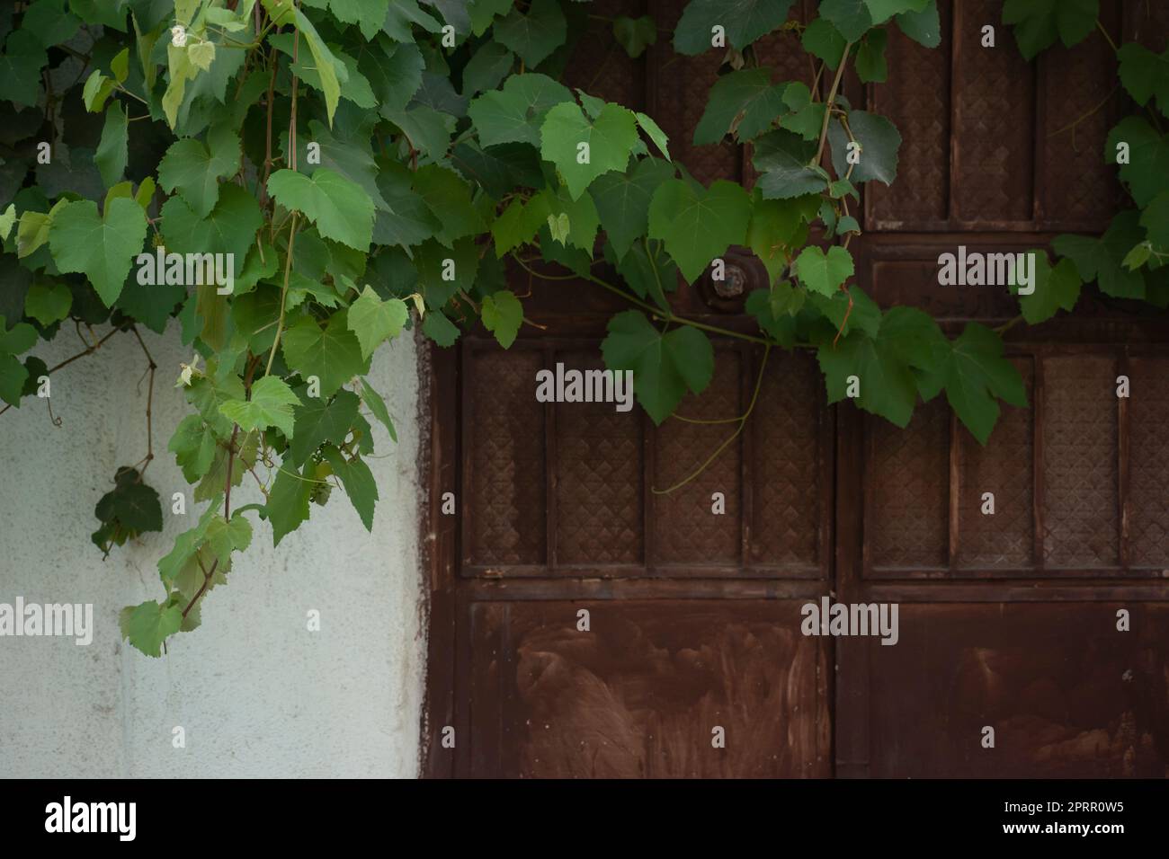 Vine plant at door front- vintage concept Stock Photo - Alamy