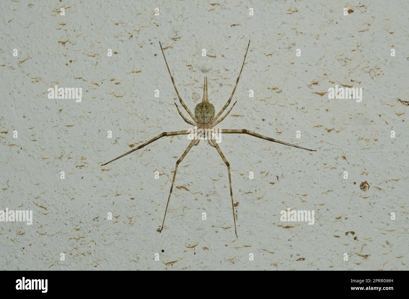 Tree Trunk Spider, Hersiliidae Family, Klungkung, Bali, Indonesia Stock ...