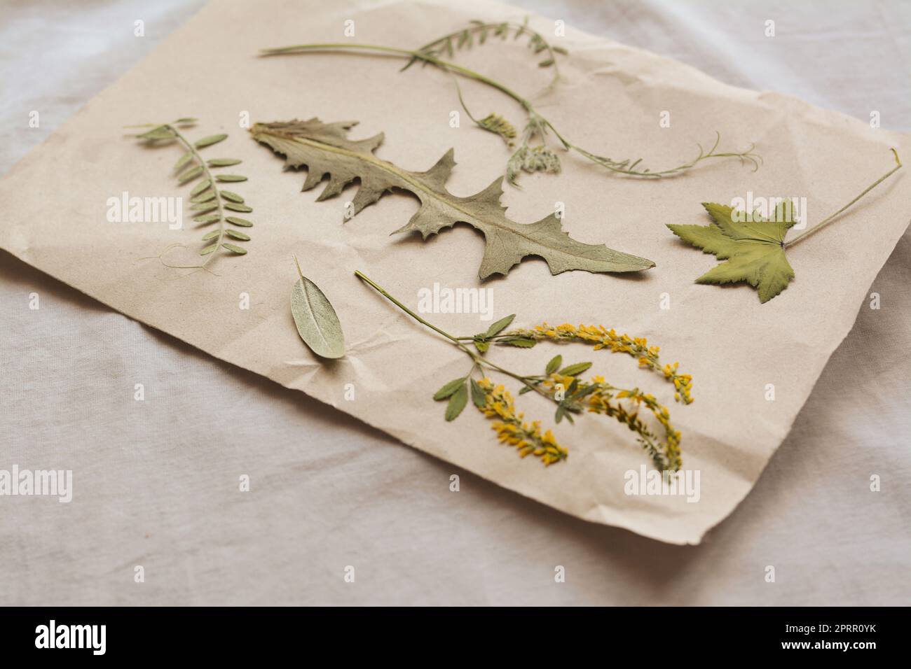 Sheet of paper with dried flowers and leaves on white fabric, closeup ...
