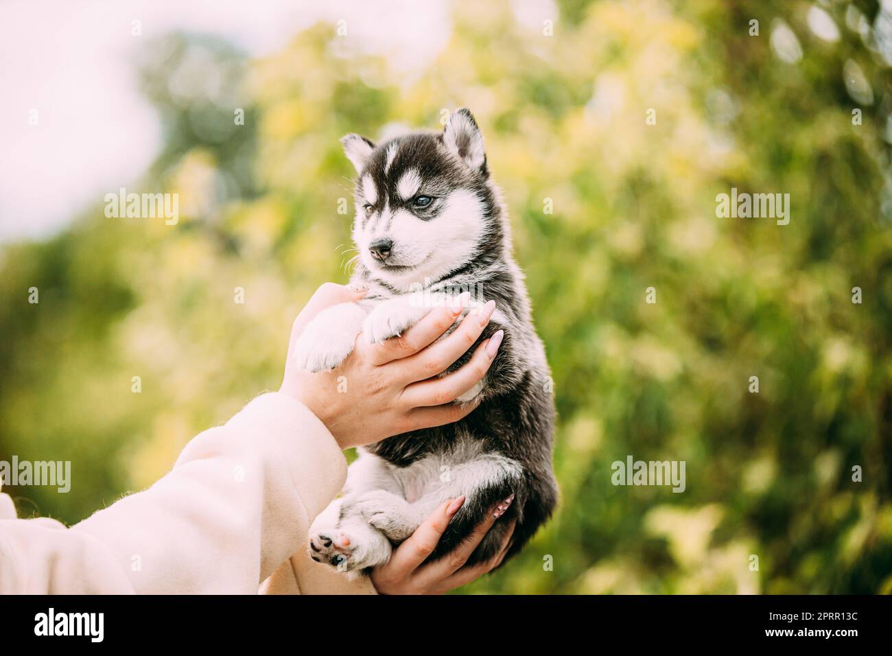 Four-week-old Husky Puppy Of White-gray-black Color Sitting In Hands Of ...