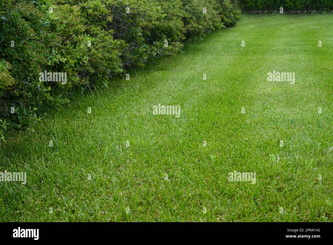 Beautiful green grass and bushes in garden Stock Photo - Alamy
