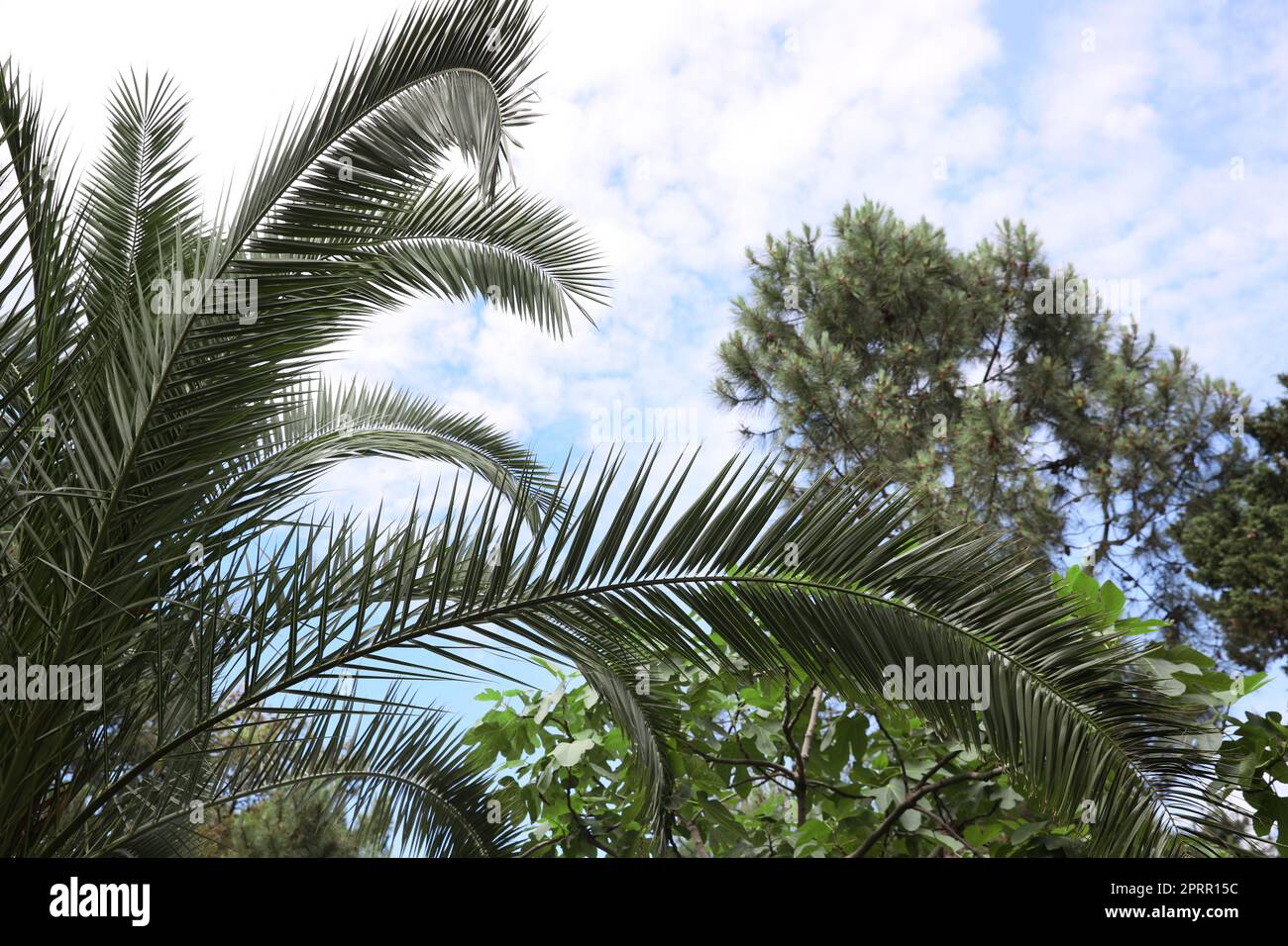 Beautiful palm and fig tree with lush green leaves outdoors. Tropical ...