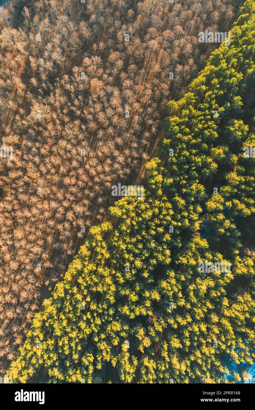 Aerial top view deciduous forest hi-res stock photography and images ...