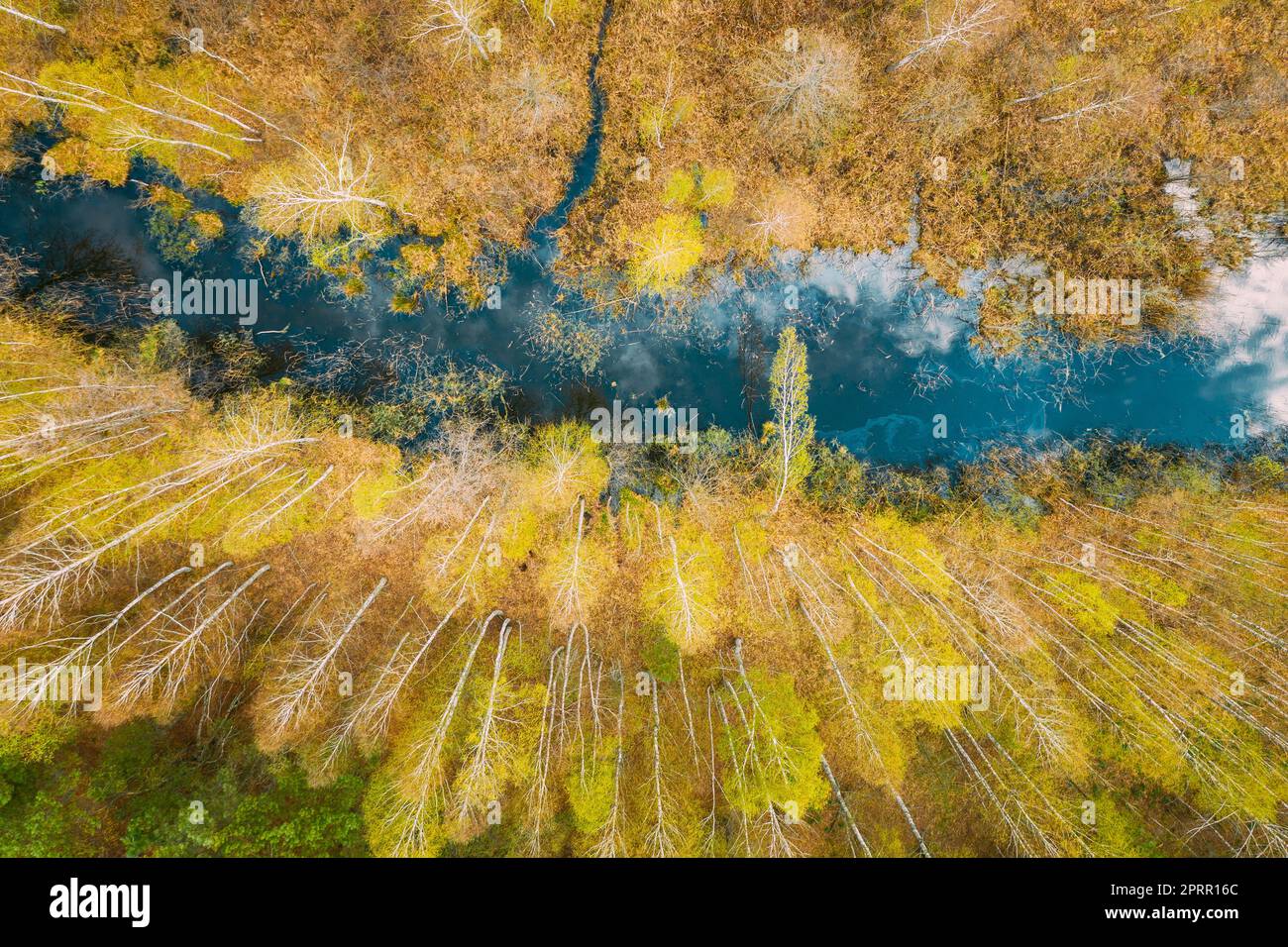 Spring Season. Aerial View. Young Birches Grow Among Small Marsh Bog ...