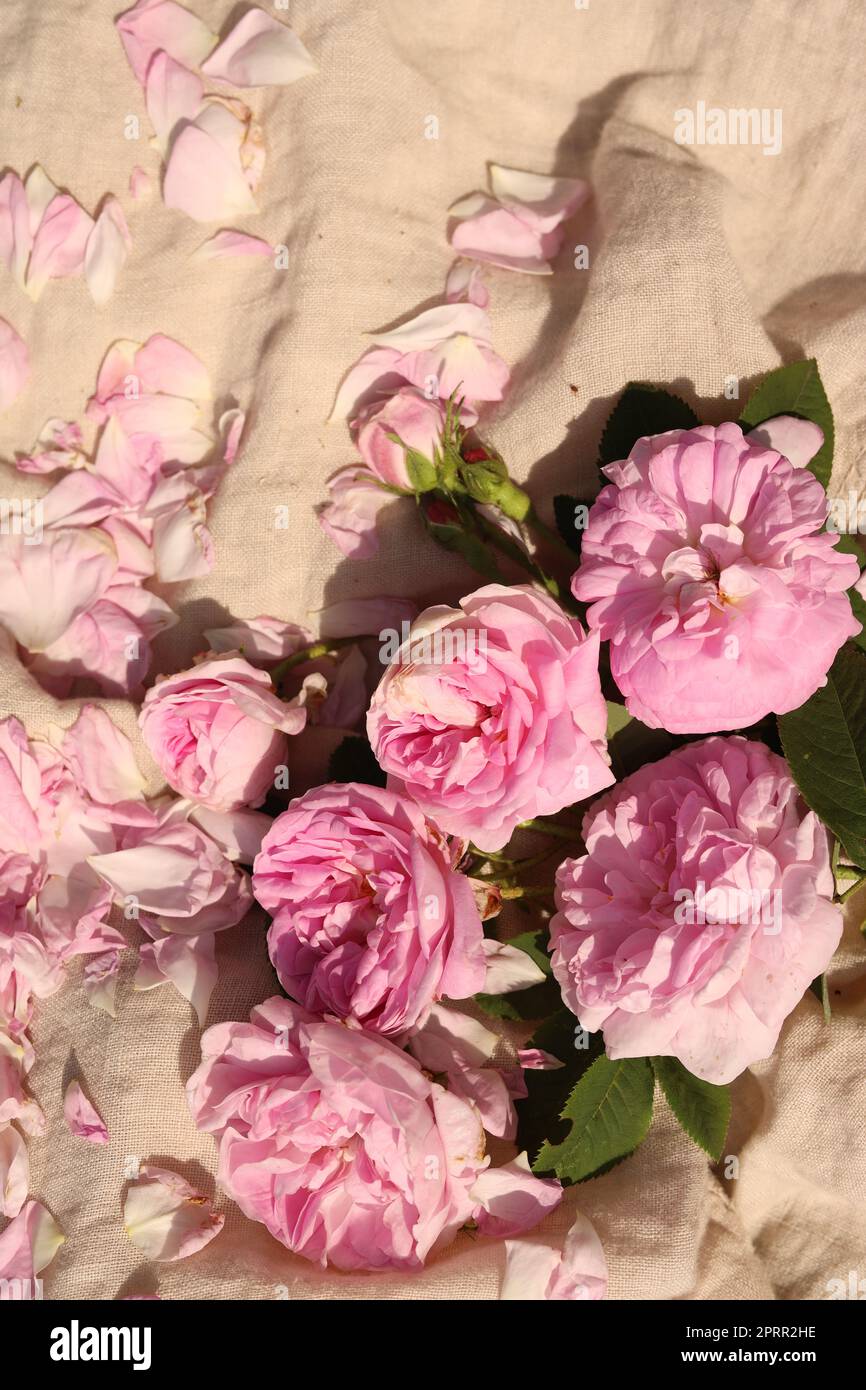 Beautiful tea roses hi-res stock photography and images - Alamy
