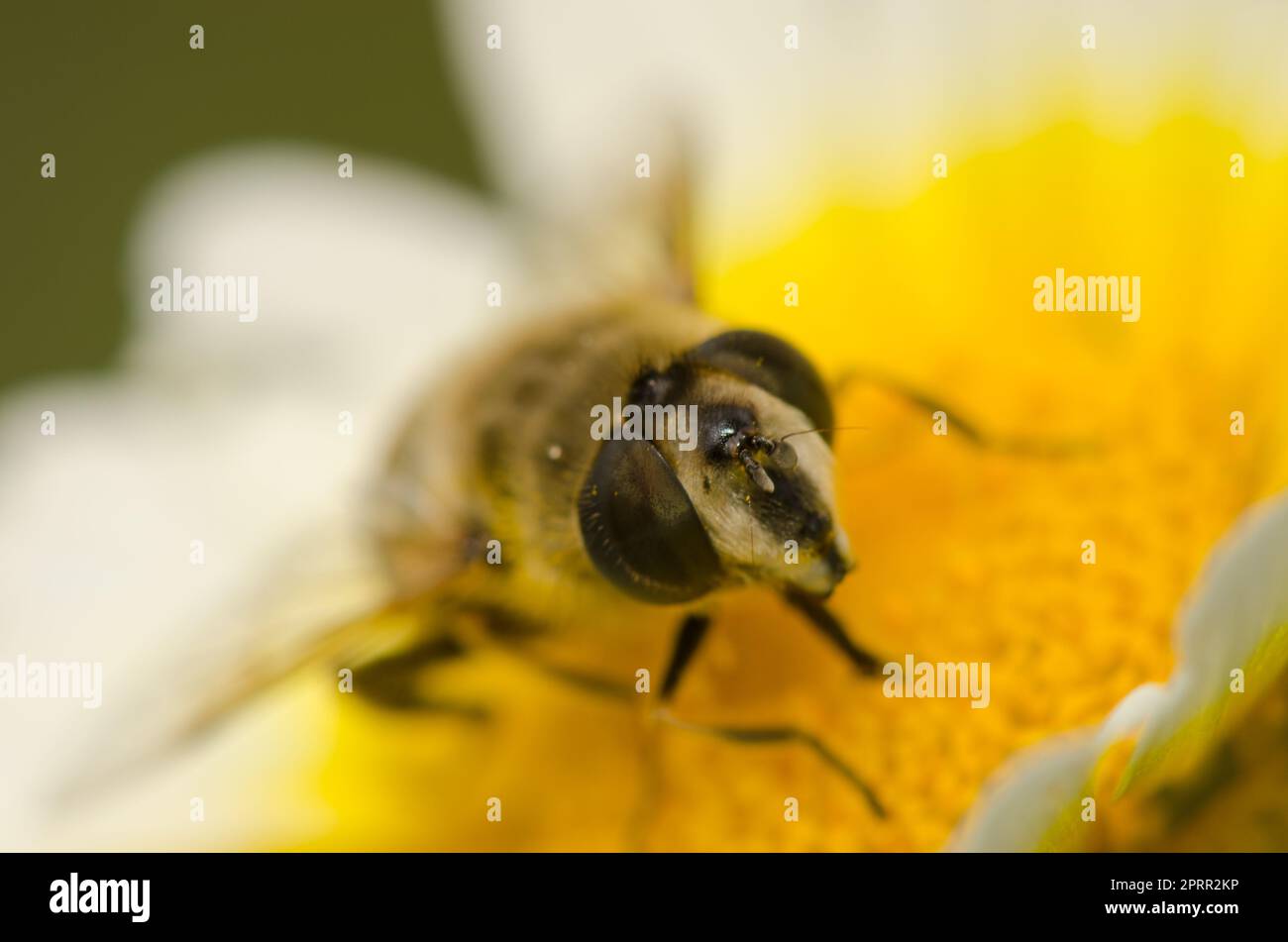 Common drone fly on a flower of garland chrysanthemum Stock Photo - Alamy