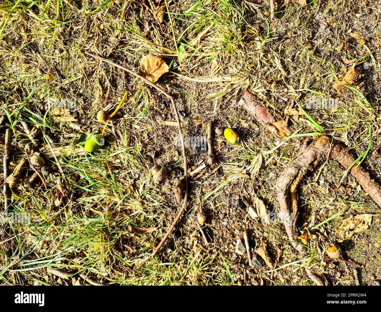 Detailed close up view on a forest ground texture with moss and ...