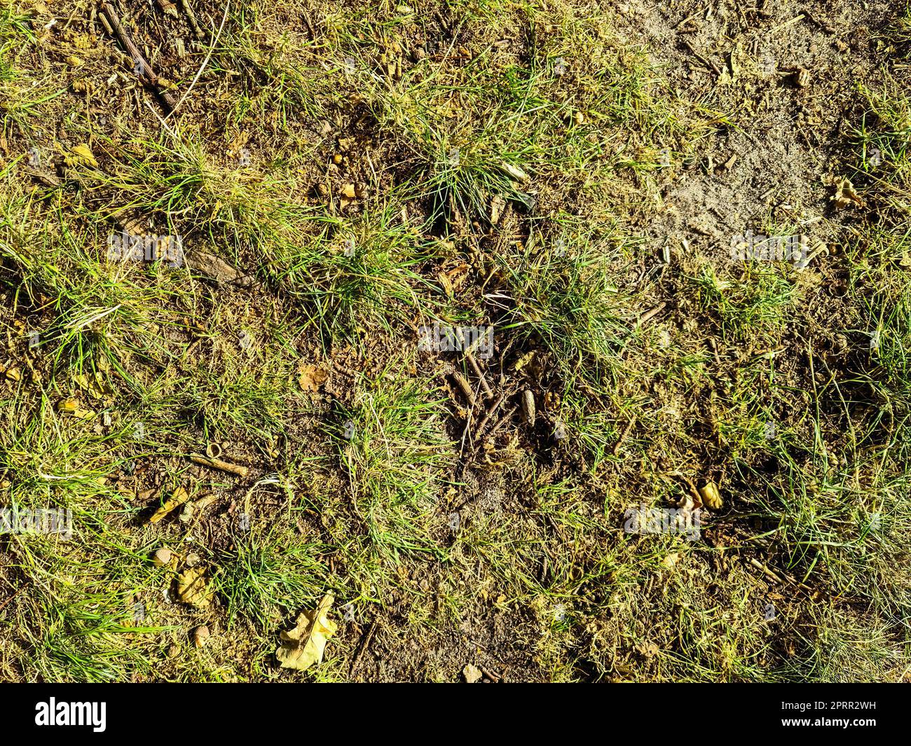 Detailed close up view on a forest ground texture with moss and ...