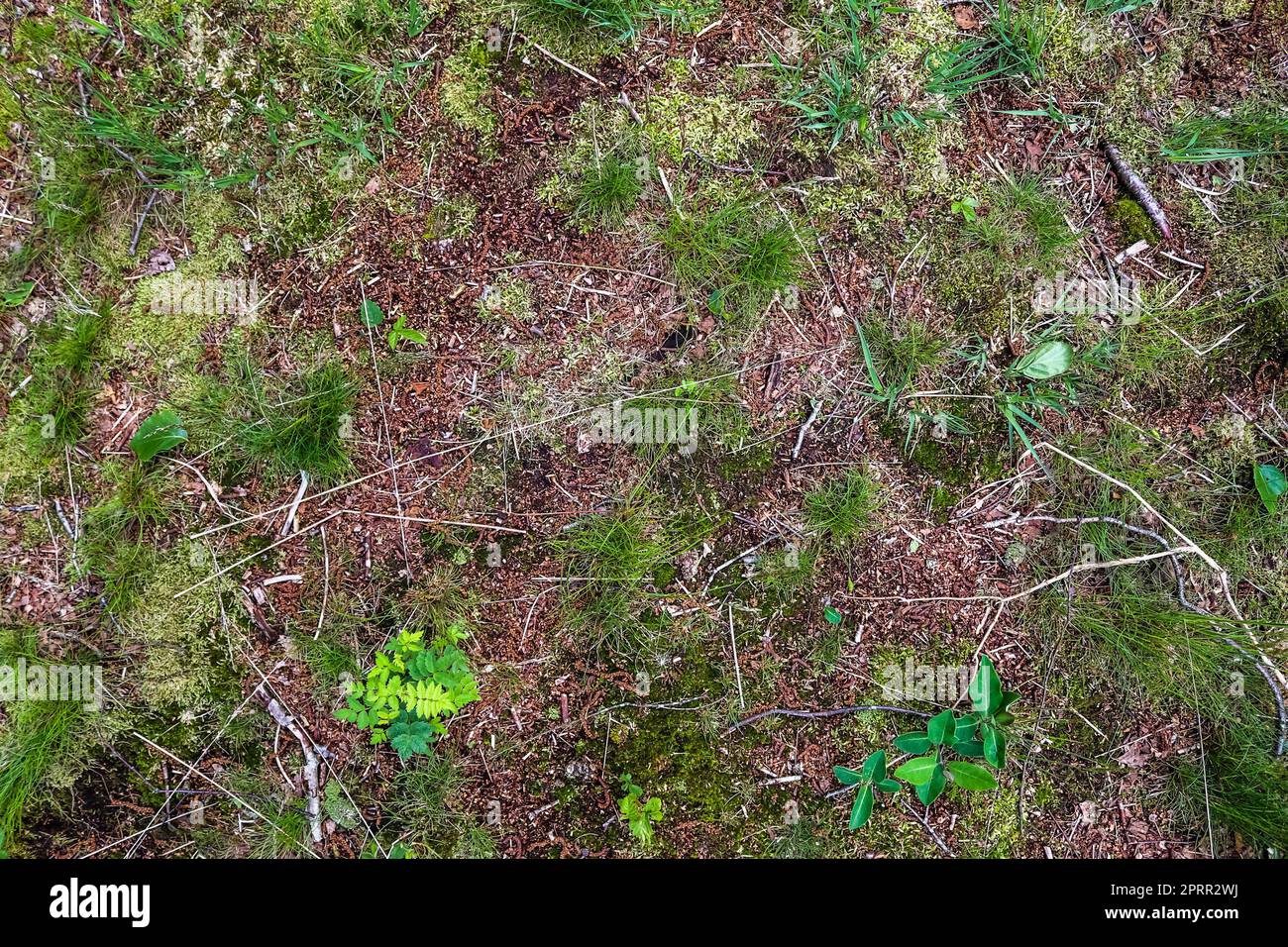 Detailed close up view on a forest ground texture with moss and ...
