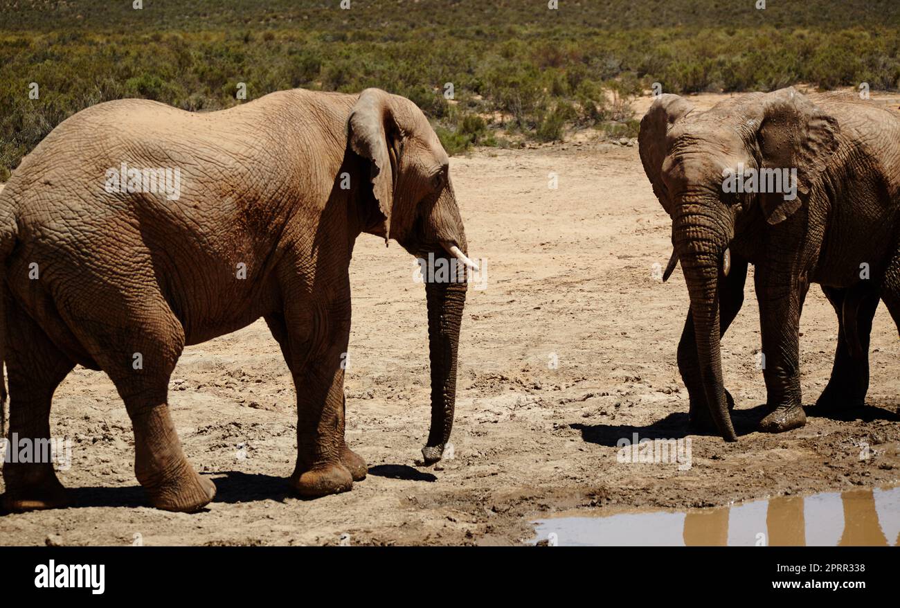 African Elephant Predators