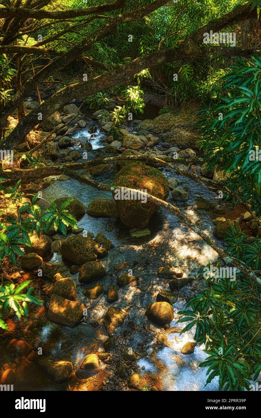Small waterfalls and rivers in the jungle. Trees, rivers and small ...