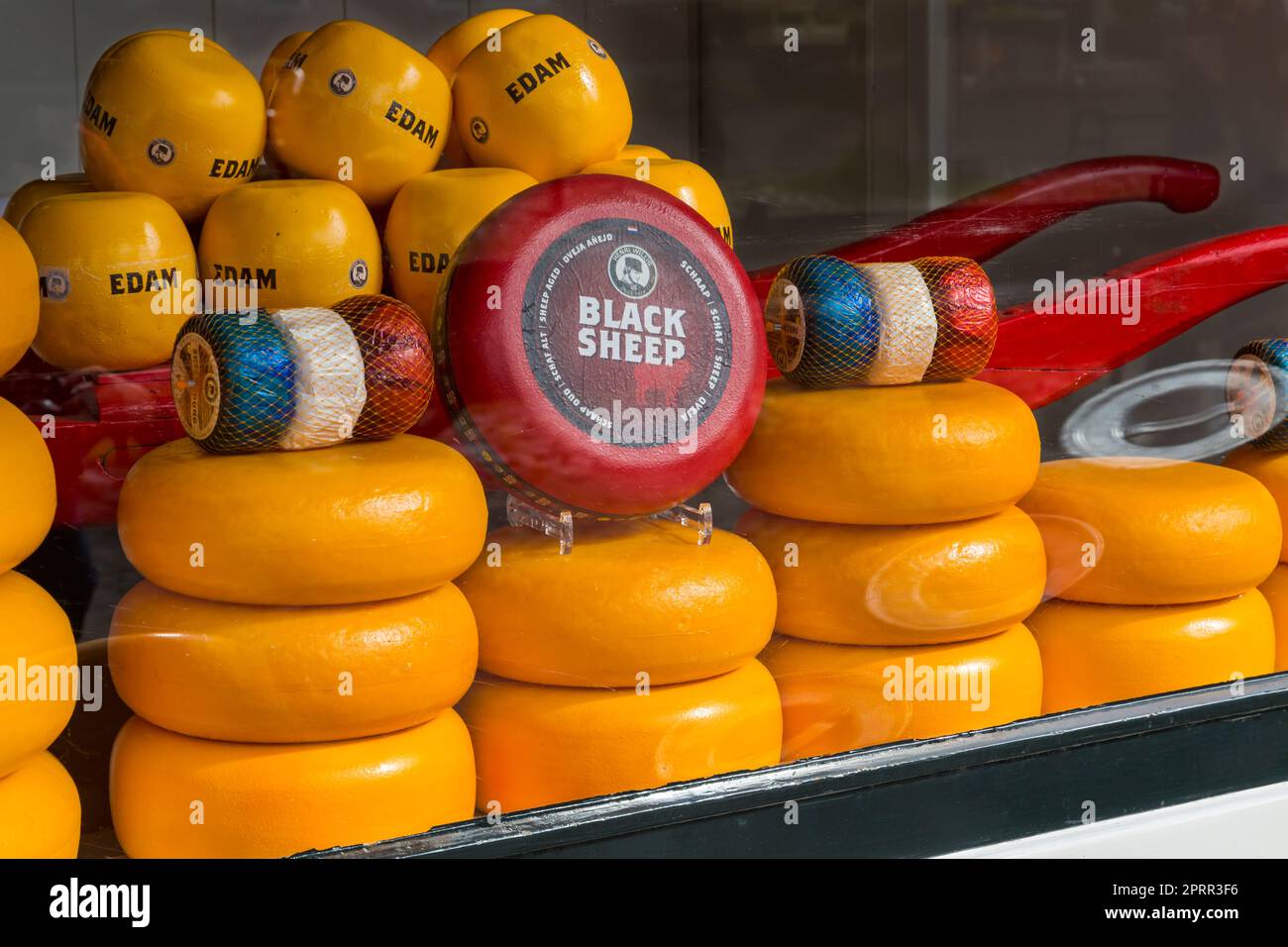 Black Sheep at Edam, Holland, Netherlands in April Stock Photo - Alamy