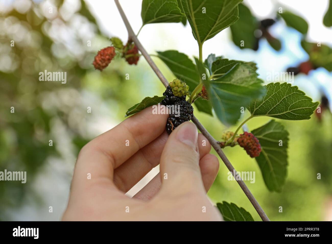 The picking of mulberries hi-res stock photography and images - Alamy