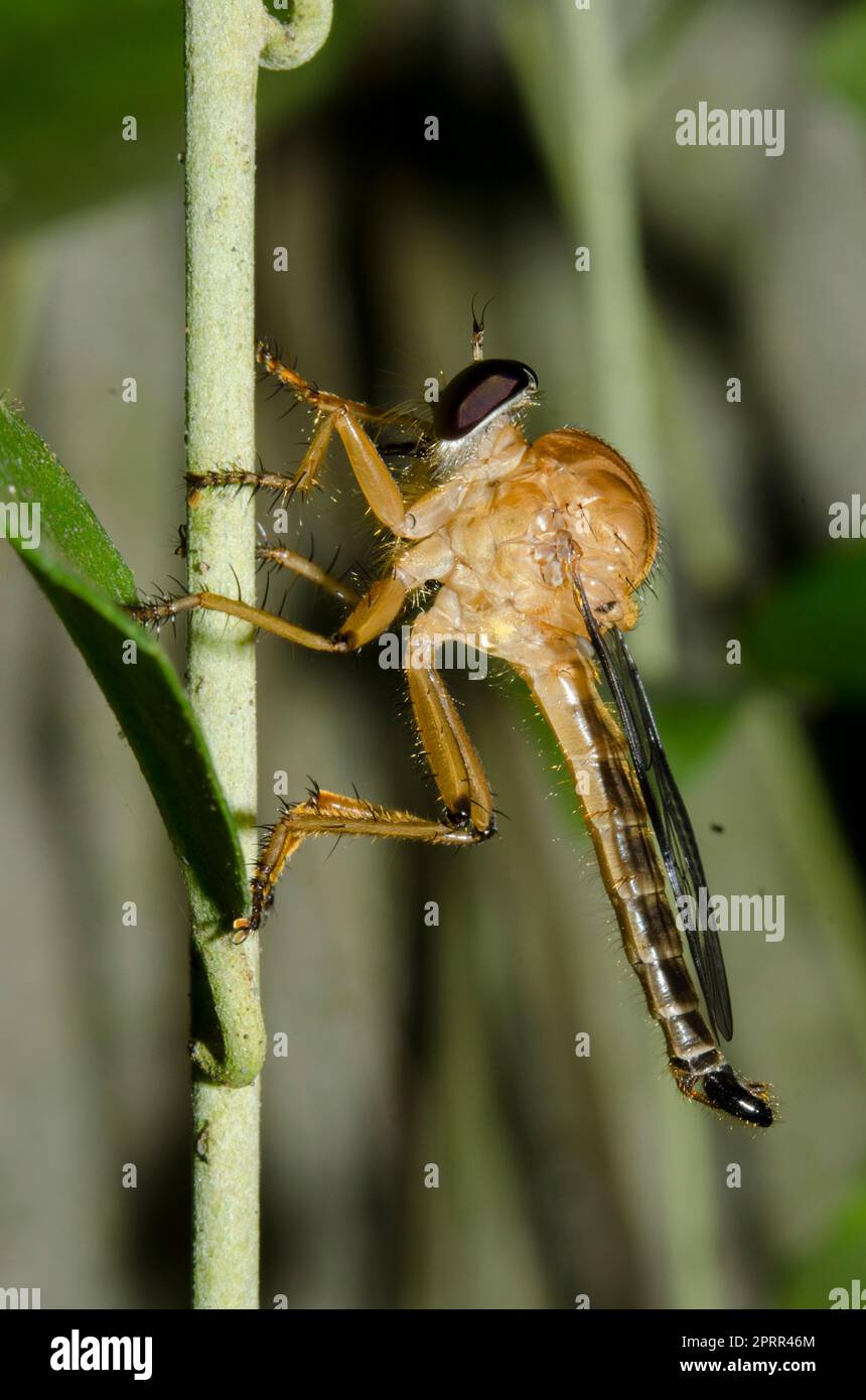 Robber Fly, Asillidae Family, on stem, Klungkung, Bali, Indonesia Stock ...