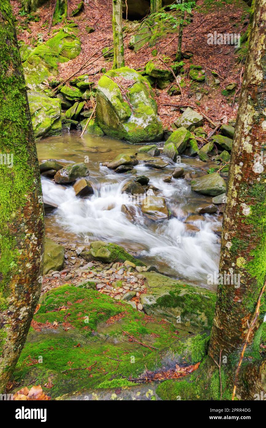 water stream in the forest. calm nature landscape Stock Photo - Alamy
