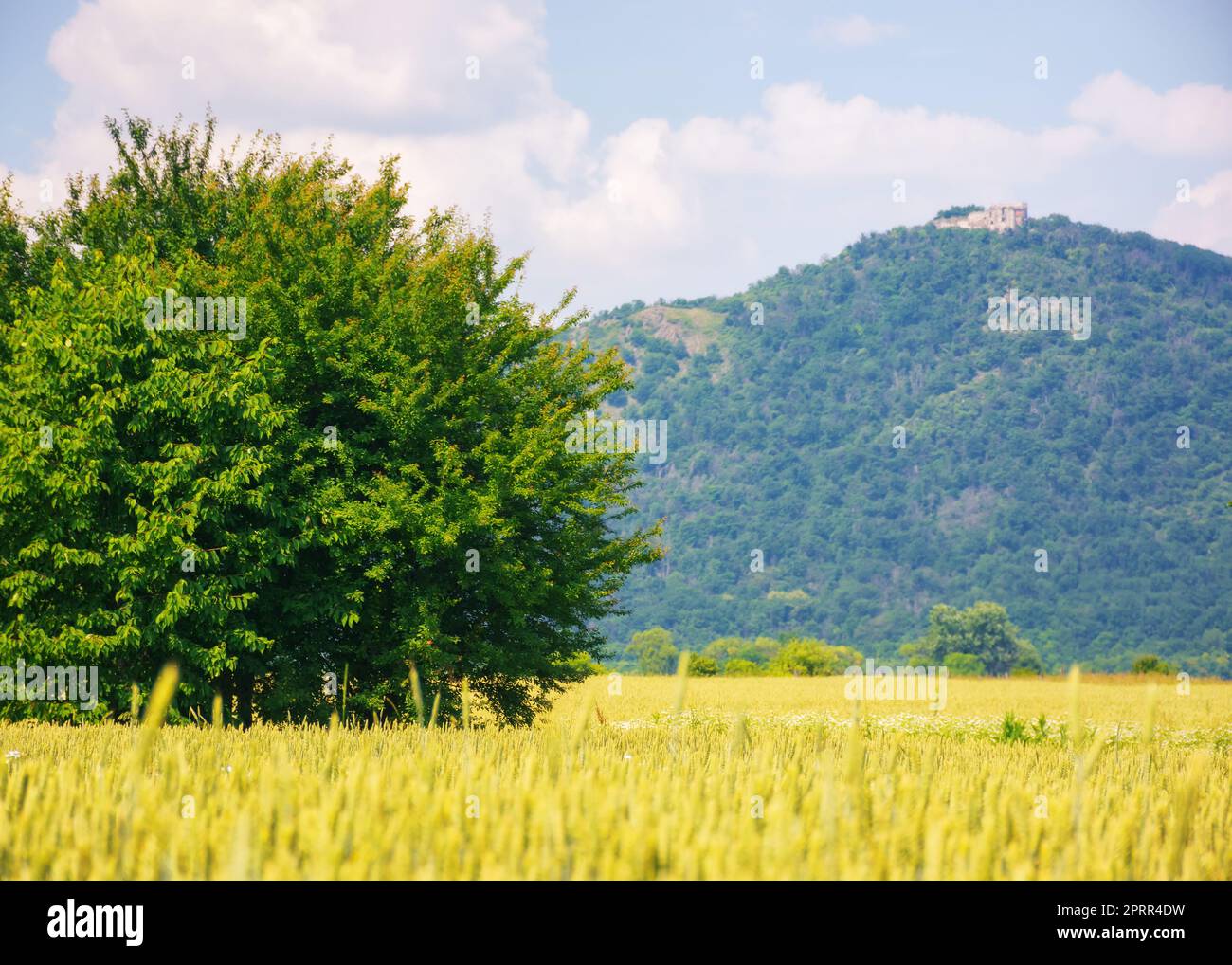 rural landscape with tree in the field. forested mountain in the ...