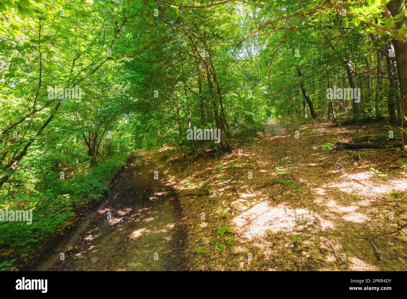 primeval forest trail in wild scenery. trees in green foliage Stock ...