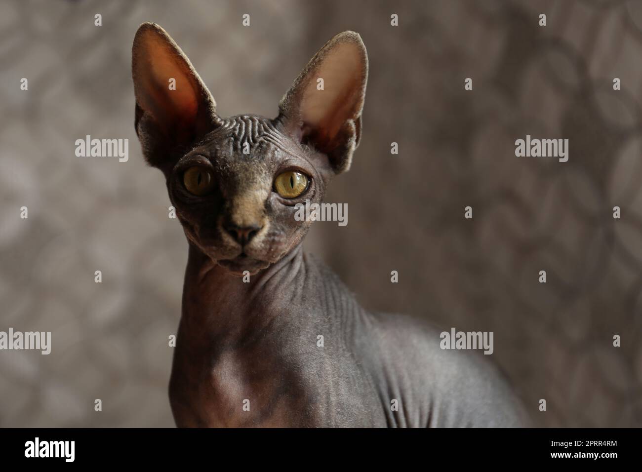 Black sphinx hi-res stock photography and images - Alamy