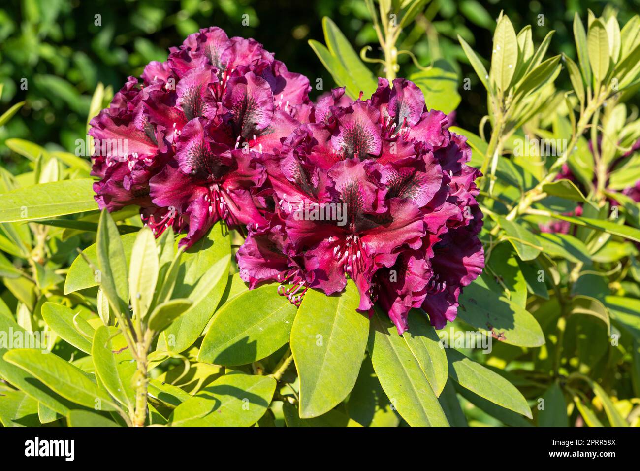 Rhododendron Hybrid (Rhododendron hybrid), close up of the flower head ...