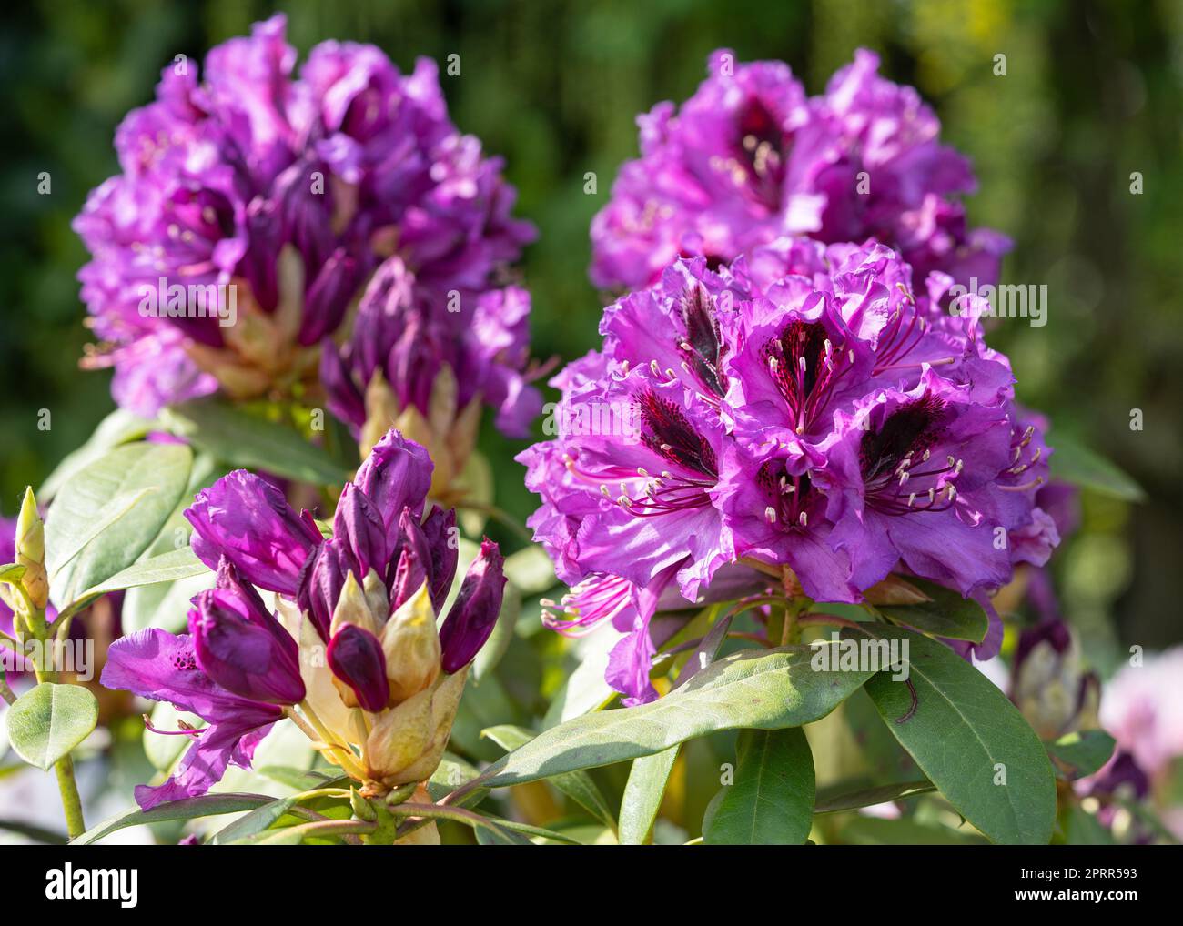 Rhododendron Hybrid (Rhododendron hybrid), close up of the flower head ...