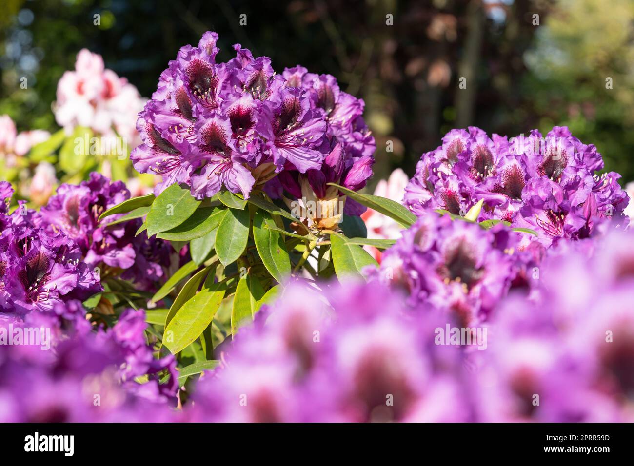 Rhododendron Hybrid (Rhododendron hybrid), close up of the flower head ...