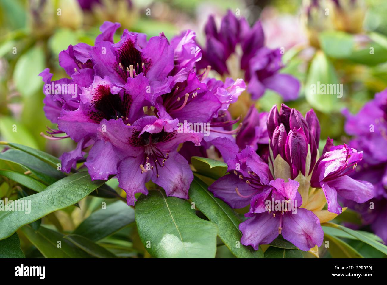 Rhododendron Hybrid (Rhododendron hybrid), close up of the flower head ...