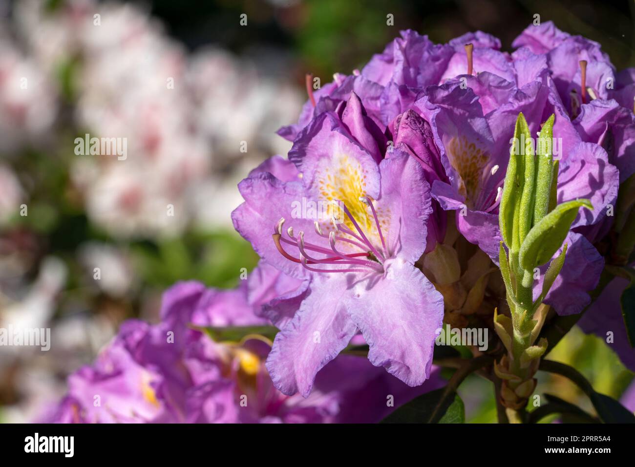 Rhododendron Hybrid (Rhododendron hybrid), close up of the flower head ...