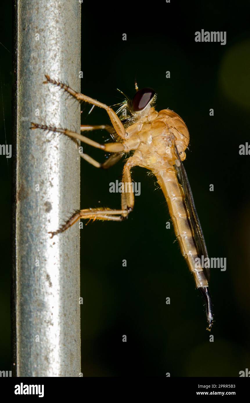 Robber Fly, Asillidae Family, on pole, Klungkung, Bali, Indonesia Stock ...
