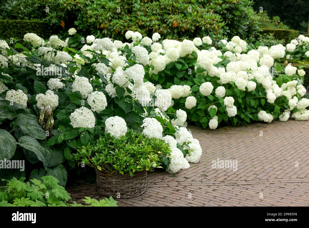 Beautiful park with blooming hydrangeas and paved pathway. Landscape ...