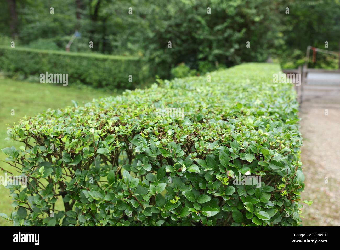 Beautiful green boxwood hedge outdoors. Landscape design Stock Photo ...