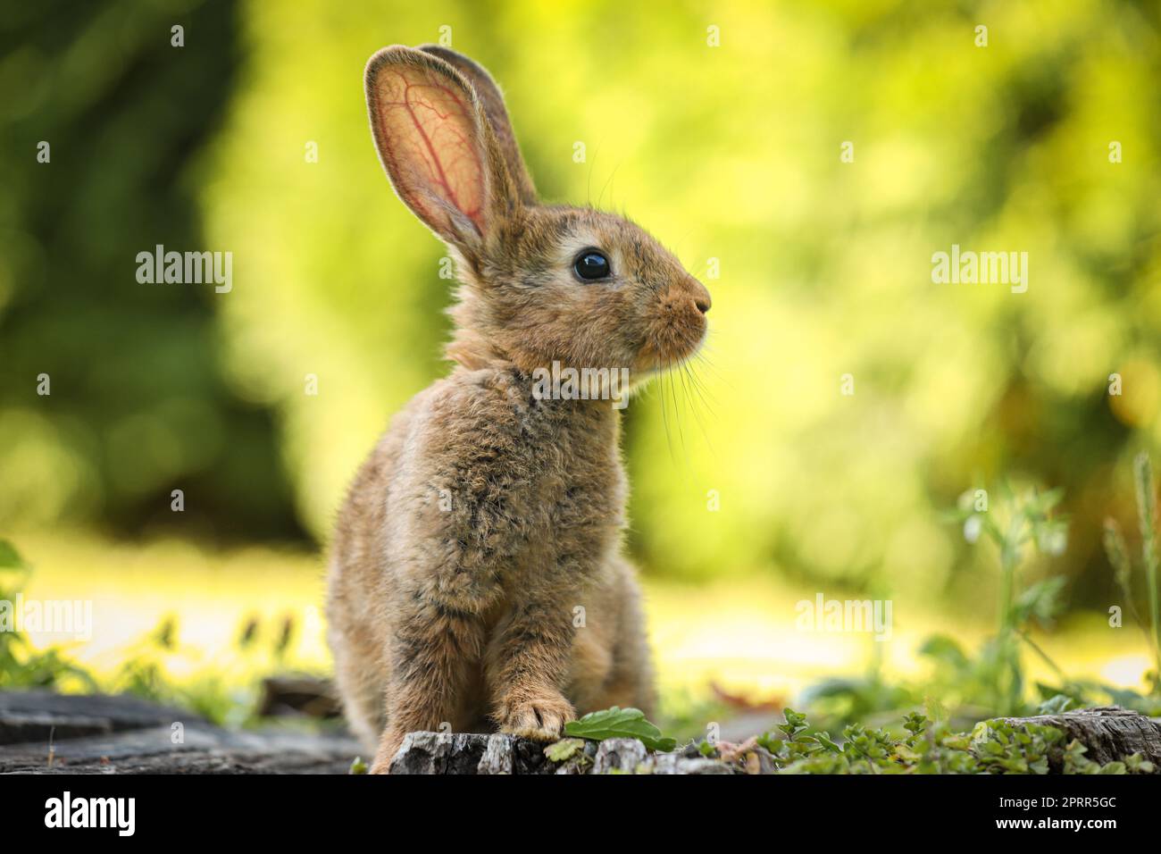 Cute fluffy rabbit on tree stump among green grass outdoors Stock Photo ...