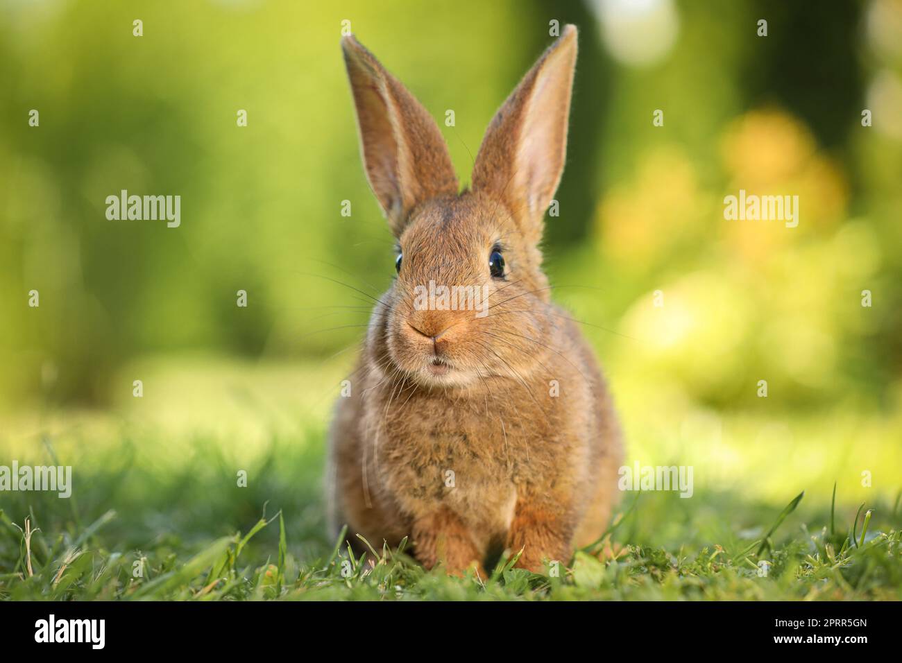 Cute fluffy rabbit on green grass outdoors Stock Photo - Alamy