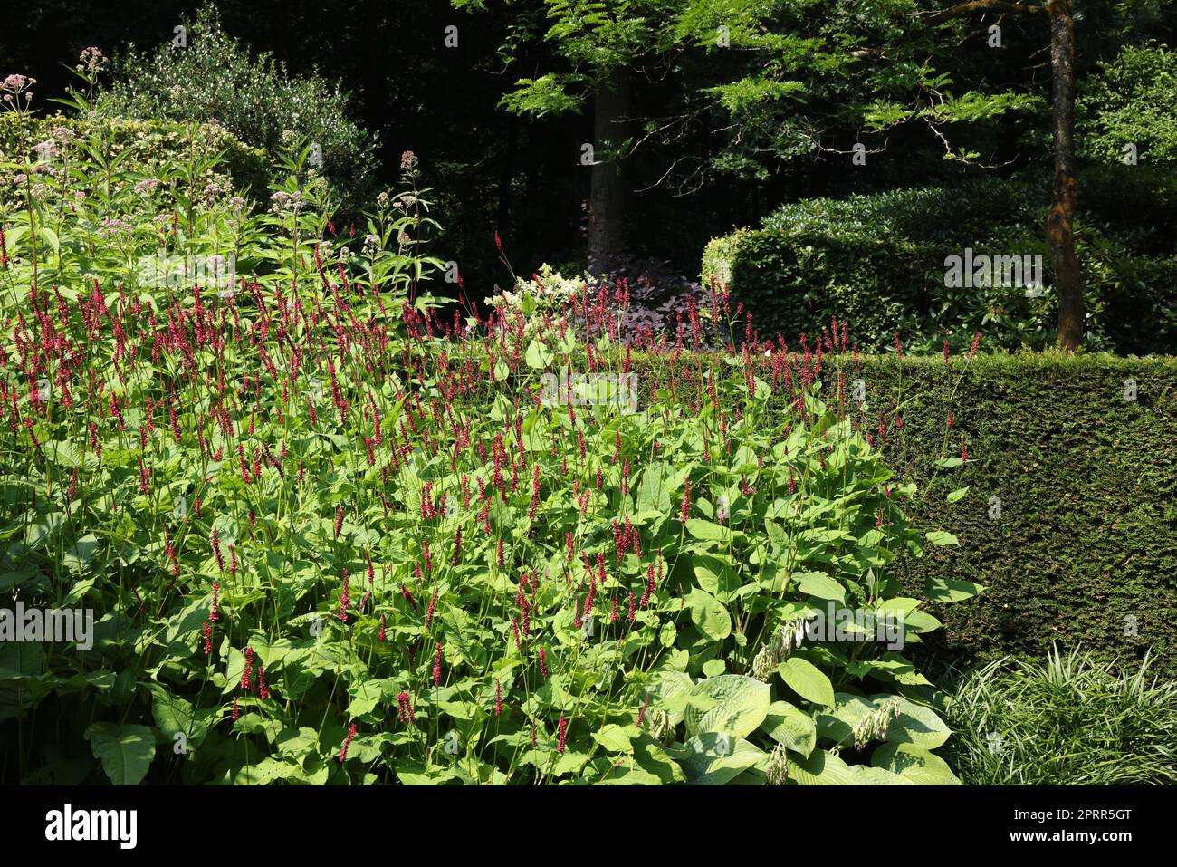 Beautiful red bistort plant growing in garden Stock Photo - Alamy