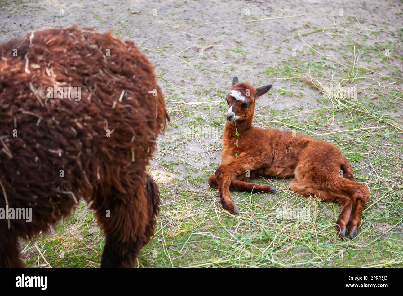 Huacaya alpaca in zoo on sunny day. Baby animal Stock Photo - Alamy