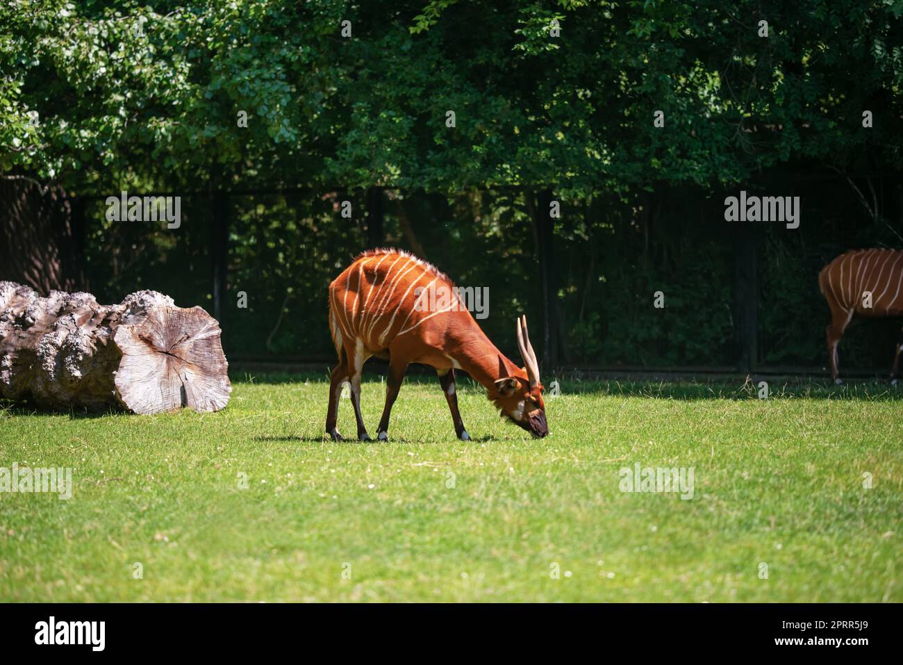 Cute antelope bongo grazing at green meadow in zoo Stock Photo - Alamy