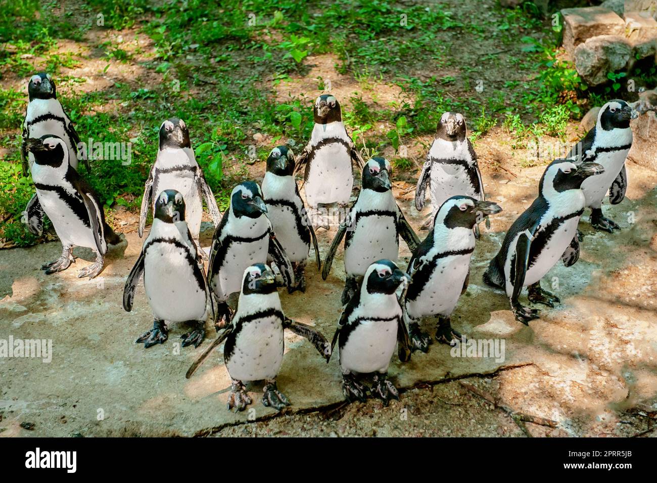 Group of penguins on rocks in zoo Stock Photo - Alamy