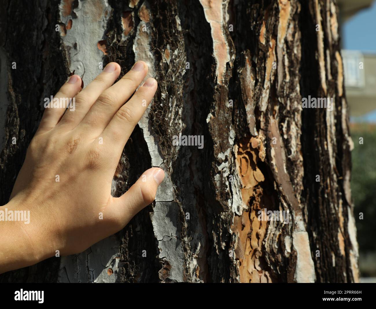 Boy touching tree hi-res stock photography and images - Alamy
