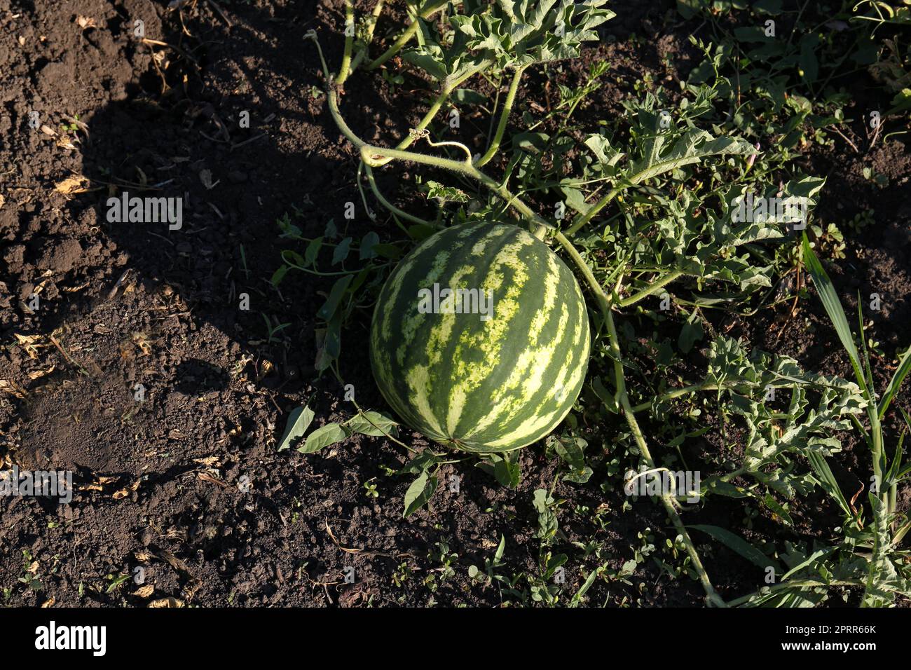 Beautiful watermelon plant with ripe fruit in garden, top view Stock ...