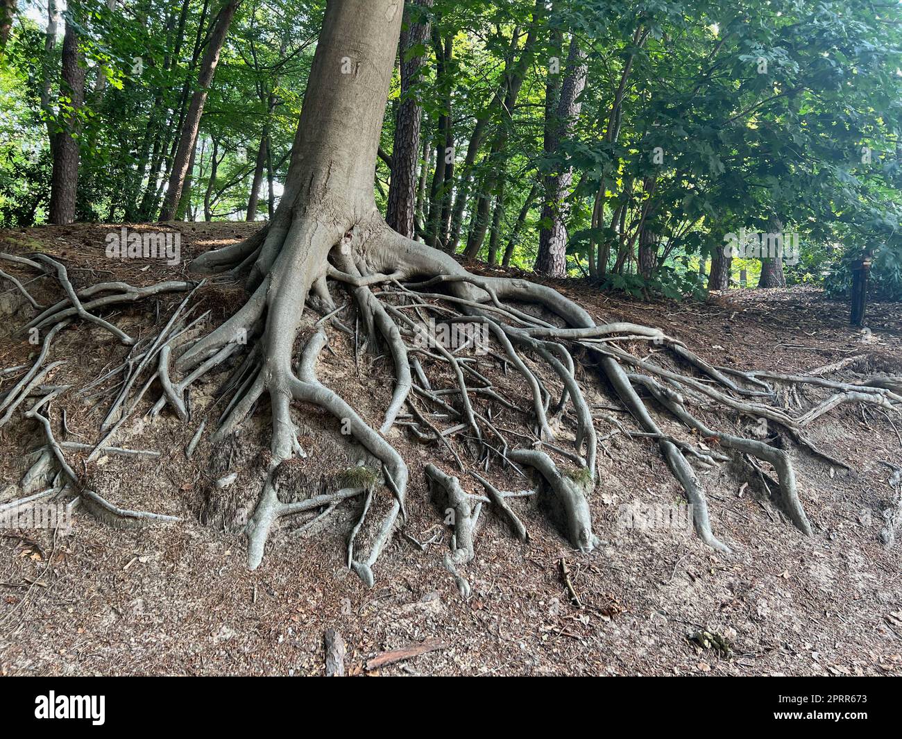 Tree roots visible through ground in forest Stock Photo - Alamy