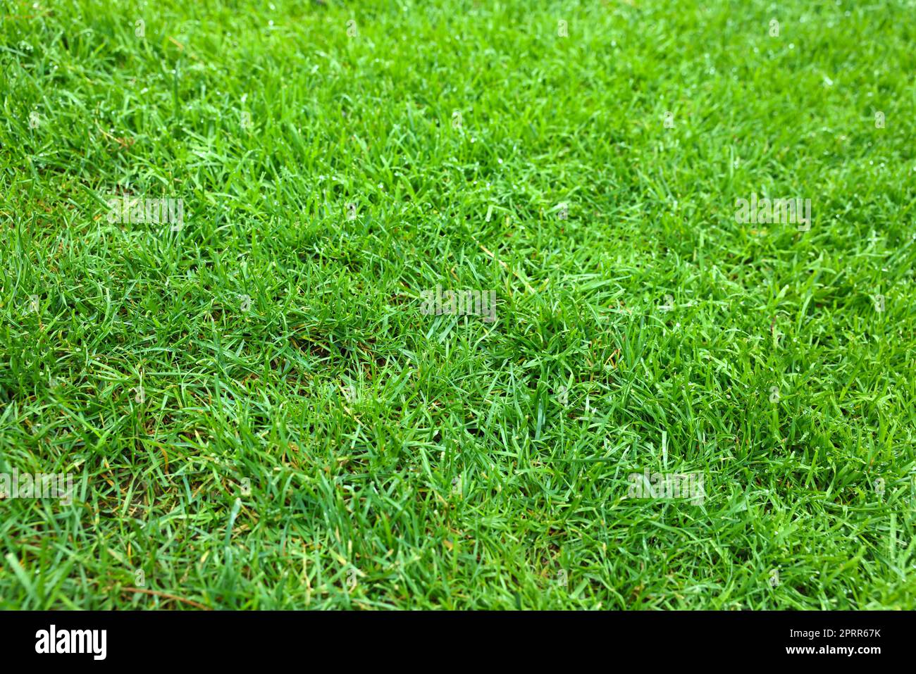 Beautiful freshly cut green lawn as background Stock Photo - Alamy