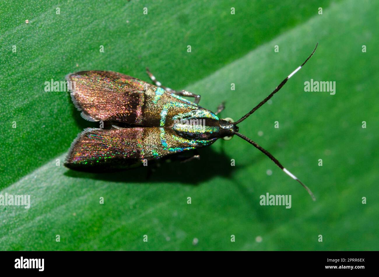 Metalmark Moth, Saptha exanthista, on leaf, Klungkung, Bali, Indonesia ...
