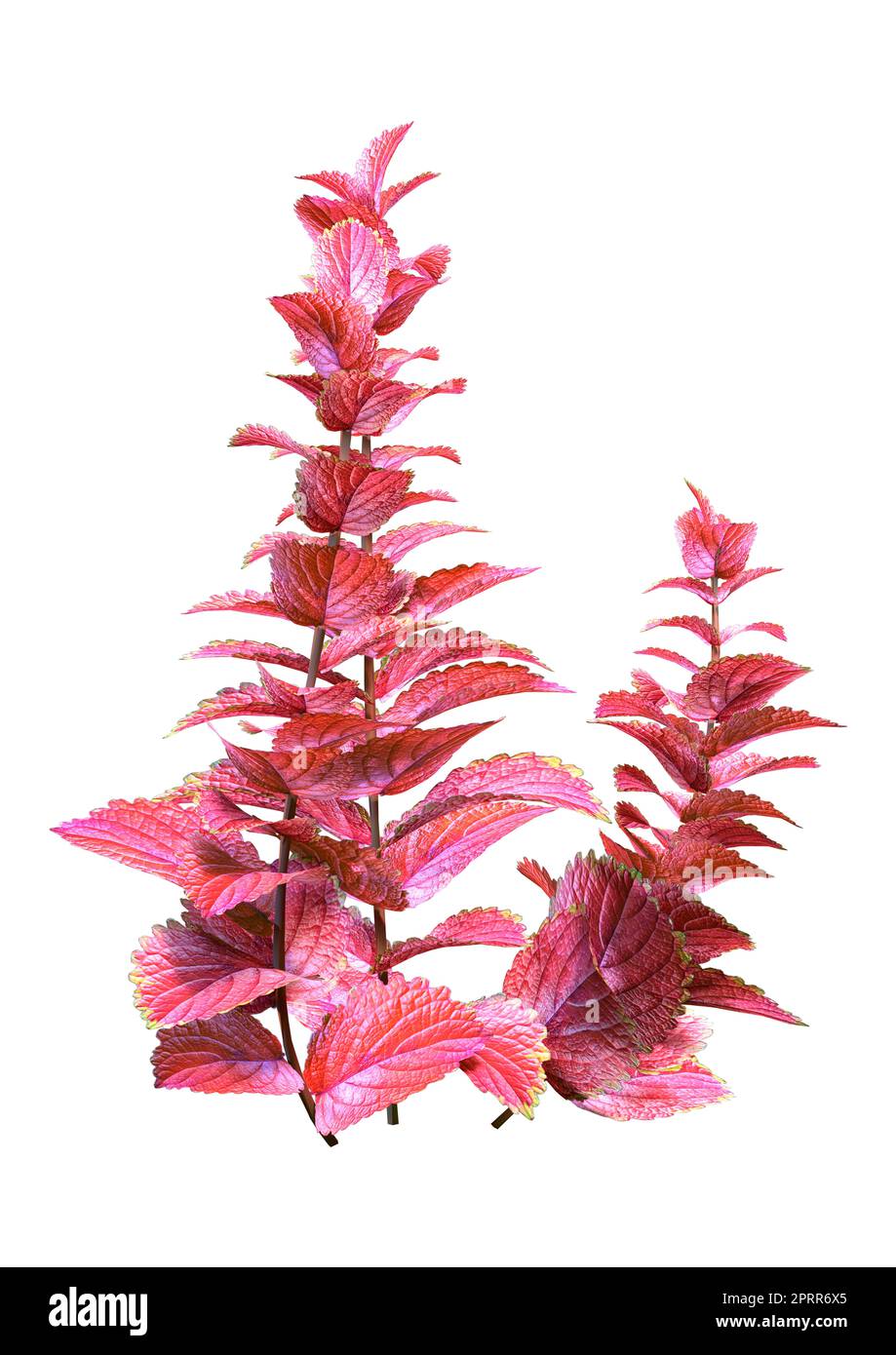 3D rendering of pink coleus plants isolated on white background Stock ...