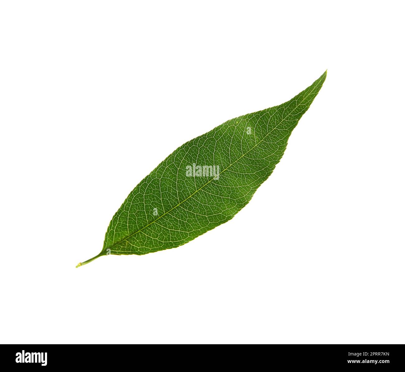 Peach tree leaf hi-res stock photography and images - Alamy
