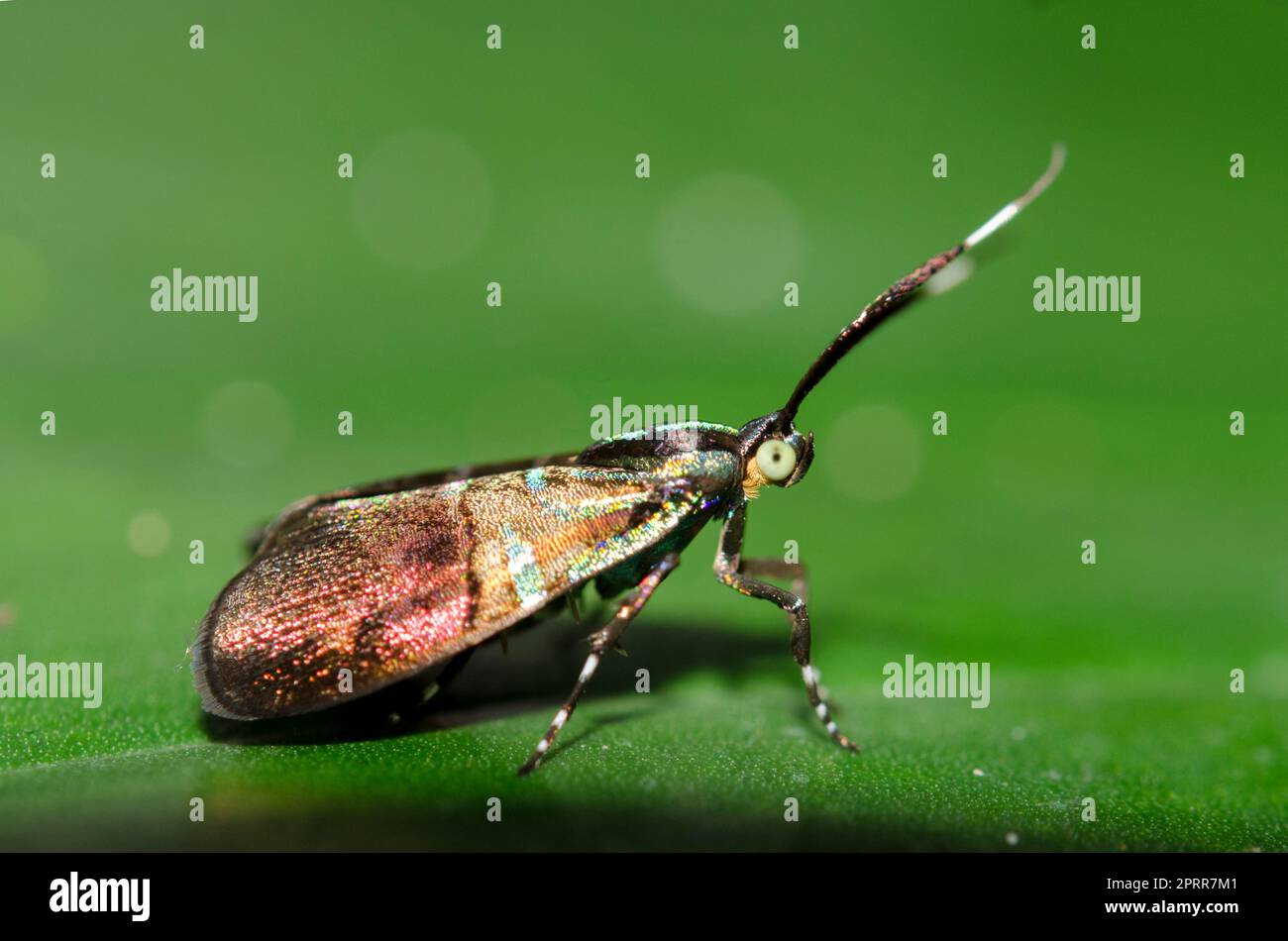 Metalmark Moth, Saptha exanthista, on leaf, Klungkung, Bali, Indonesia ...