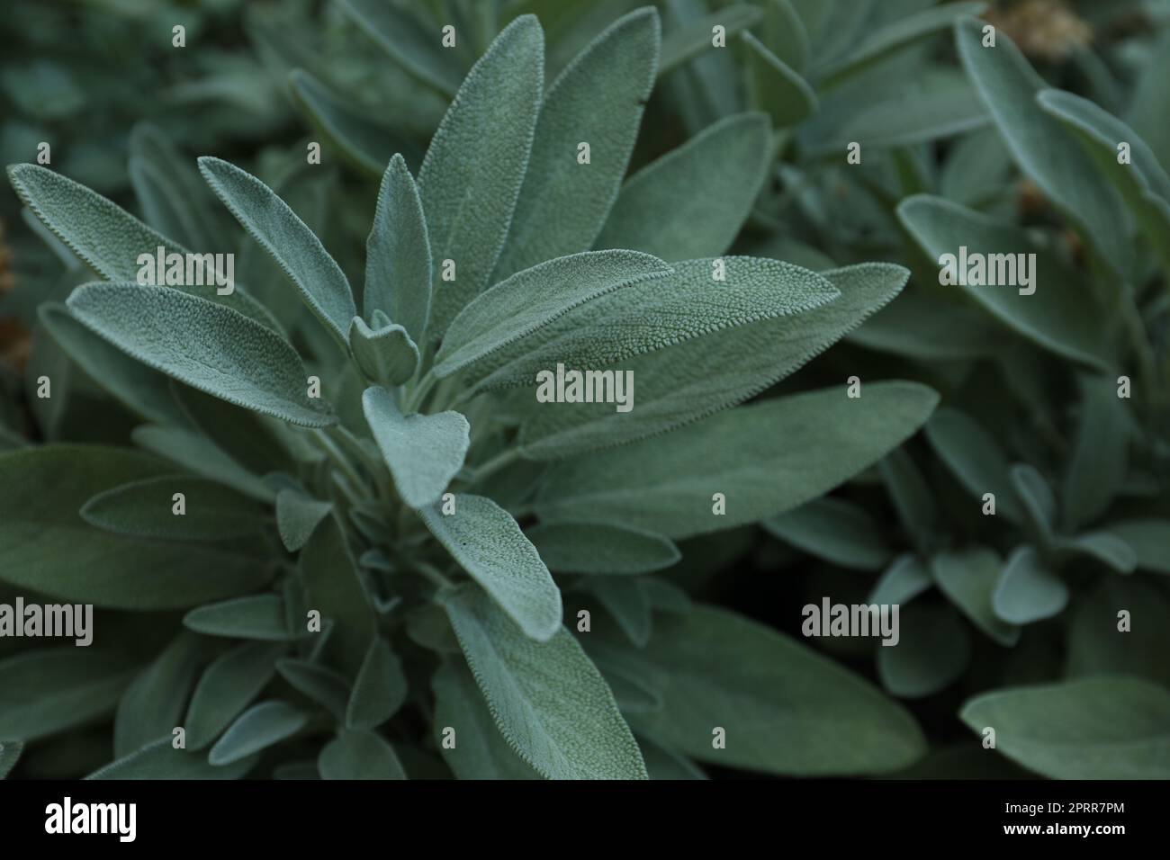Beautiful sage with green leaves growing outdoors, closeup Stock Photo ...