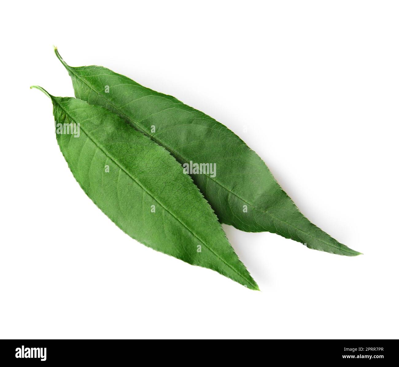 Two peaches green leaf hi-res stock photography and images - Alamy