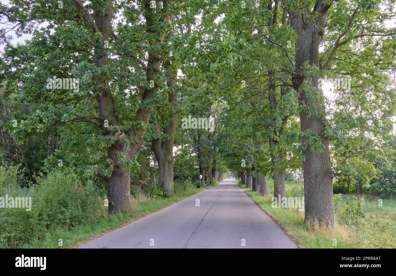 Lane of old oak trees dawn asphalt street, Poland,Europe Stock Photo ...