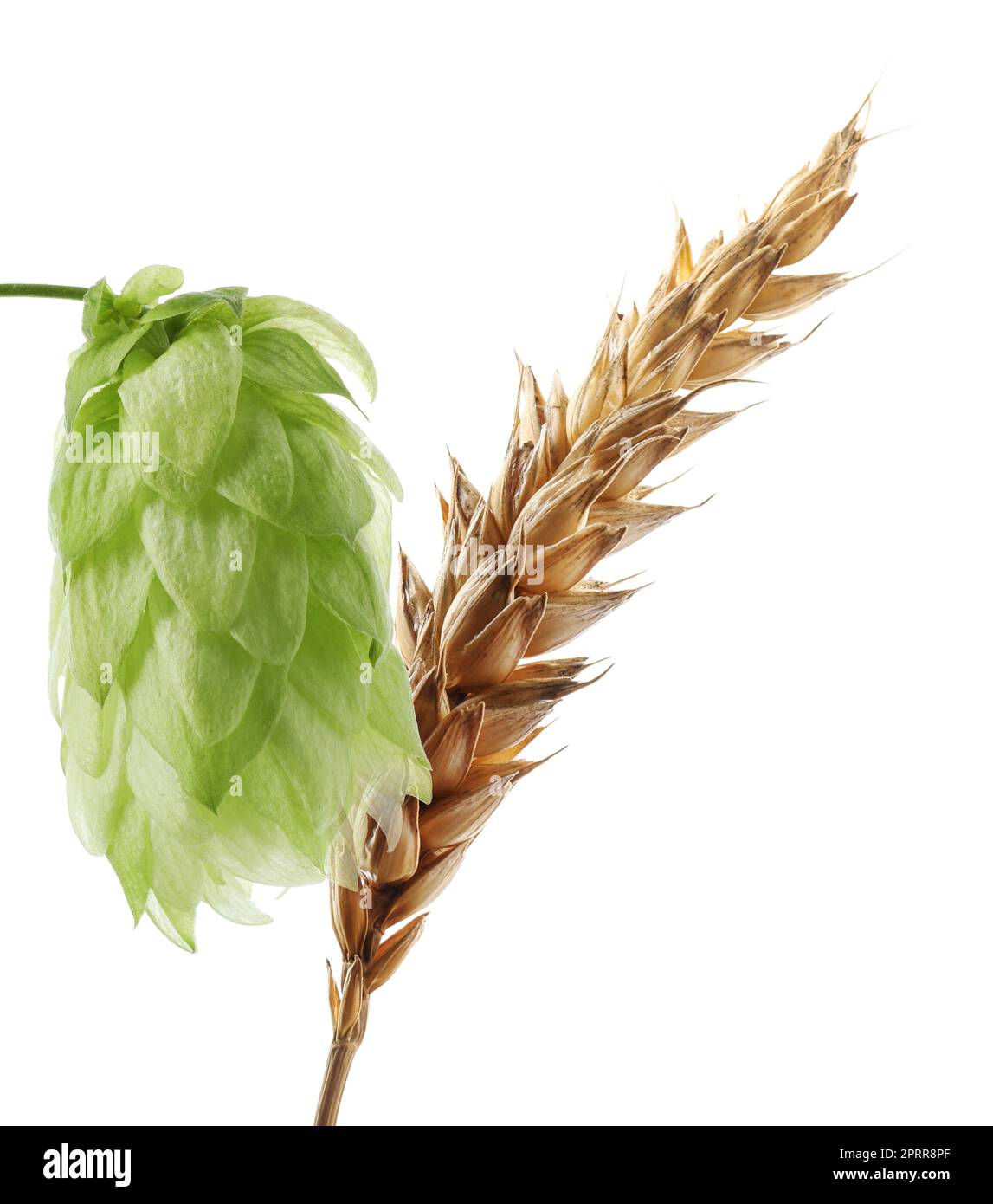 Fresh green hop and dry ear of wheat on white background Stock Photo ...